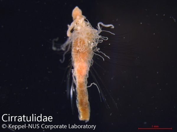 International Polychaete Day Feature Series IV – St John's Island ...