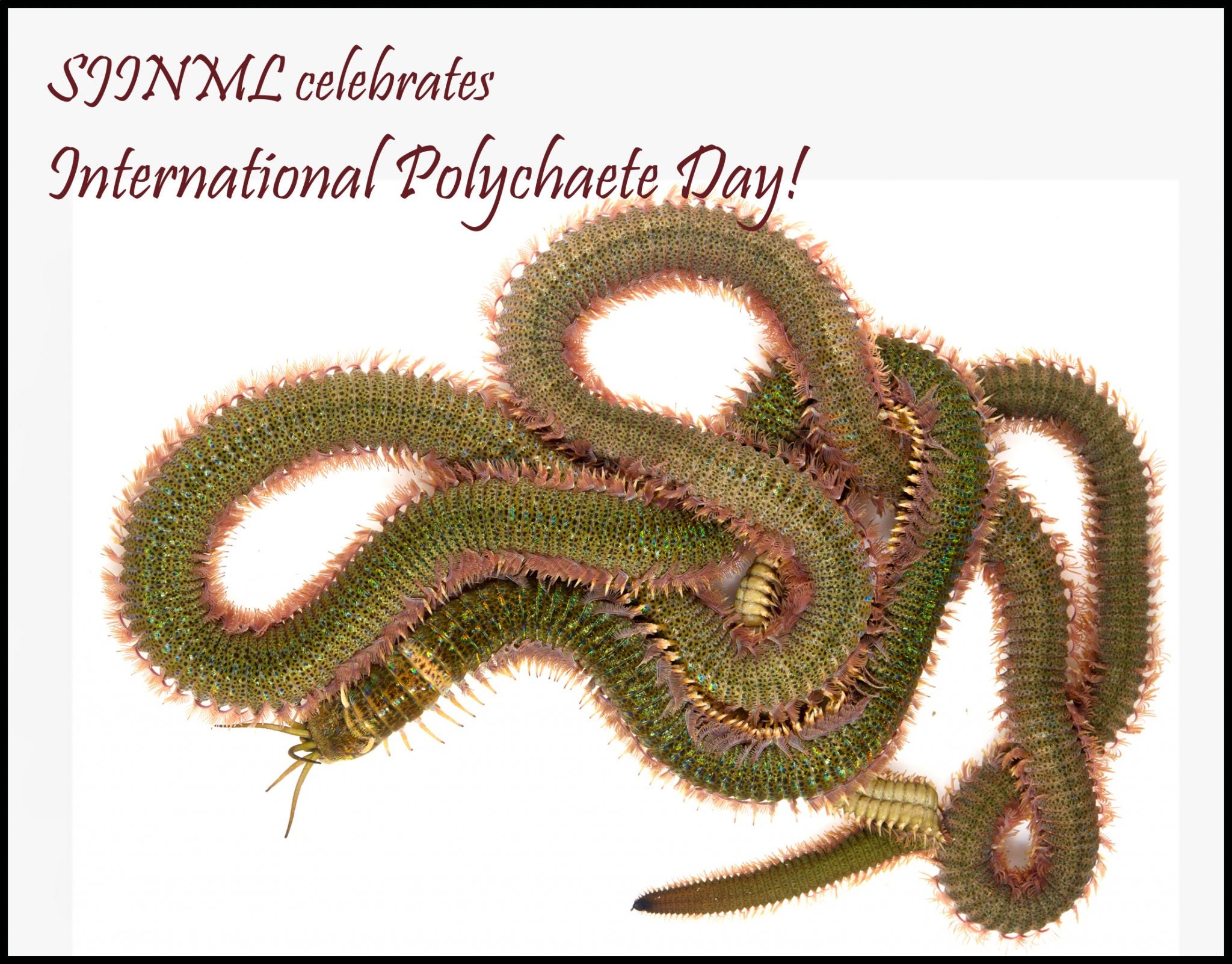 SJINML celebrates International Polychaete Day – St John's Island ...